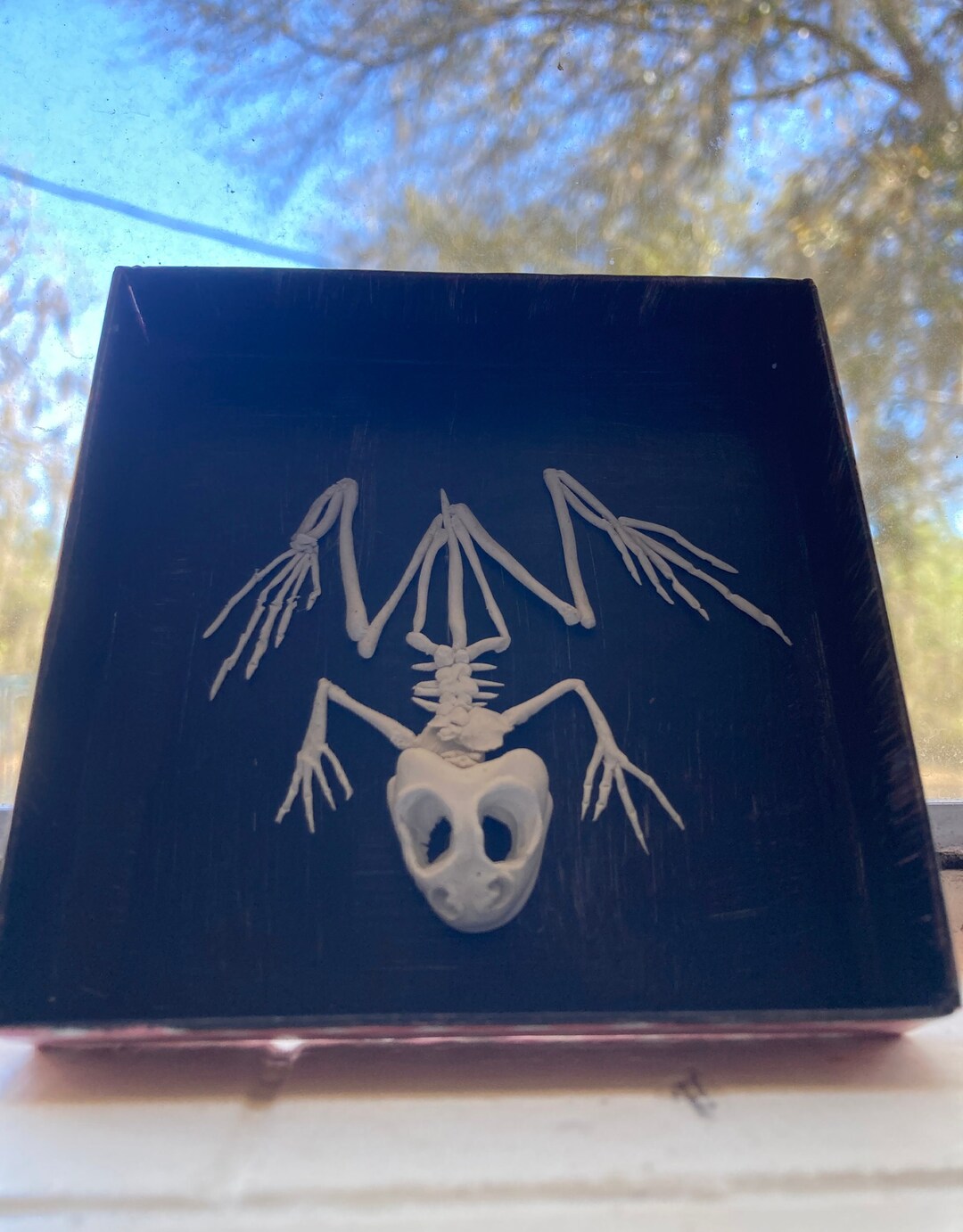 Clay Frog Skeleton Cabinet of Curiosities Clay Specimen Goth Decor ...