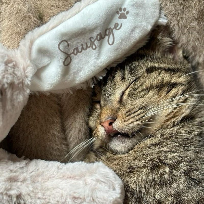 Cat Teddies - Etsy UK