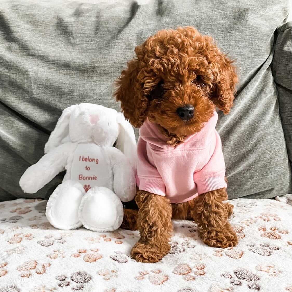 Personalised Dog Toy Teddy Puppy Toy Dog Soft Toy Plush - Etsy UK