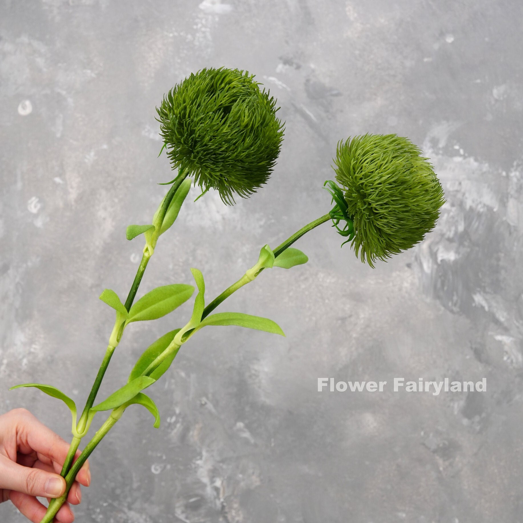 Dianthus Barbatus Green Trick