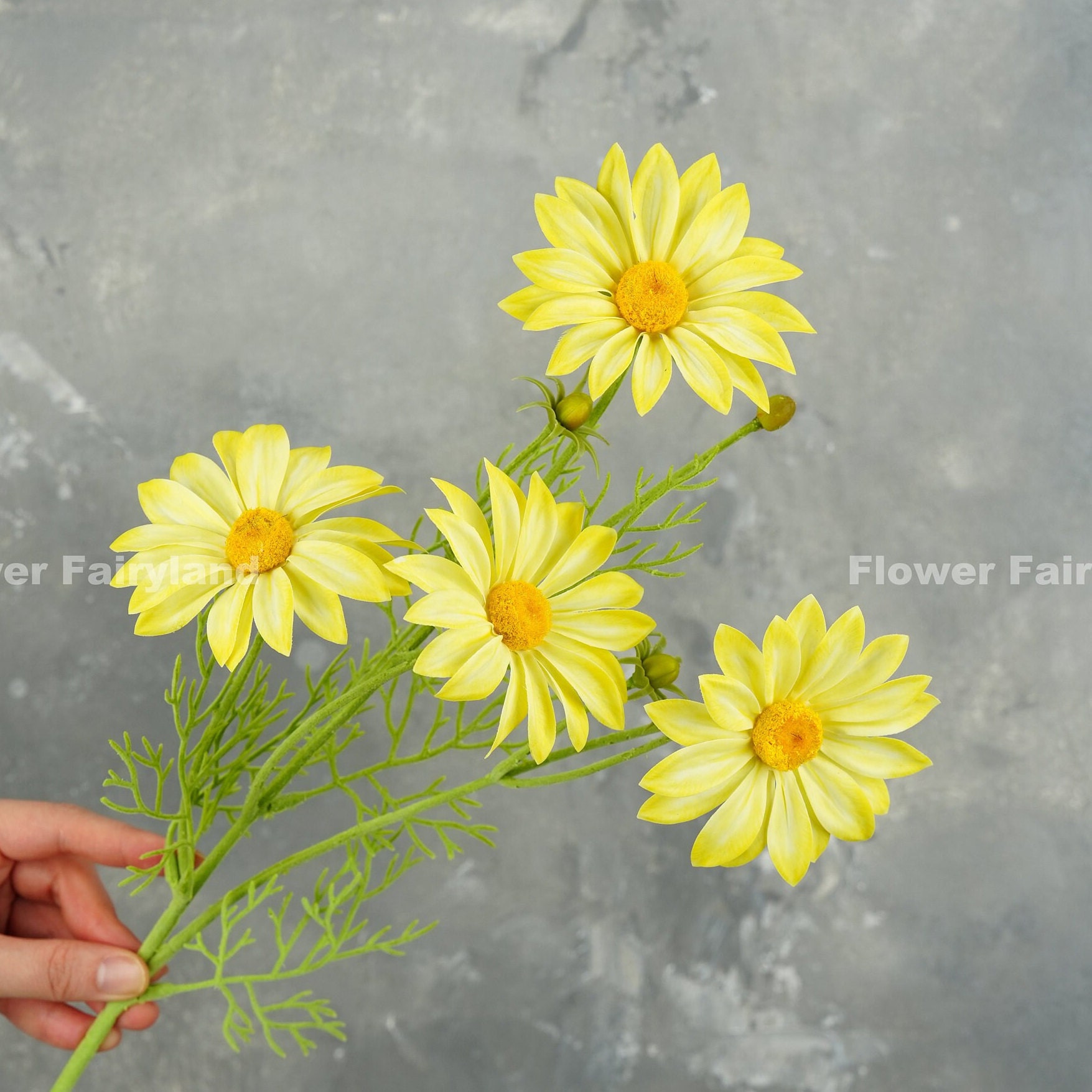 Single Yellow Daisy