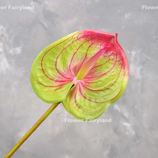 Anthurium - Etsy