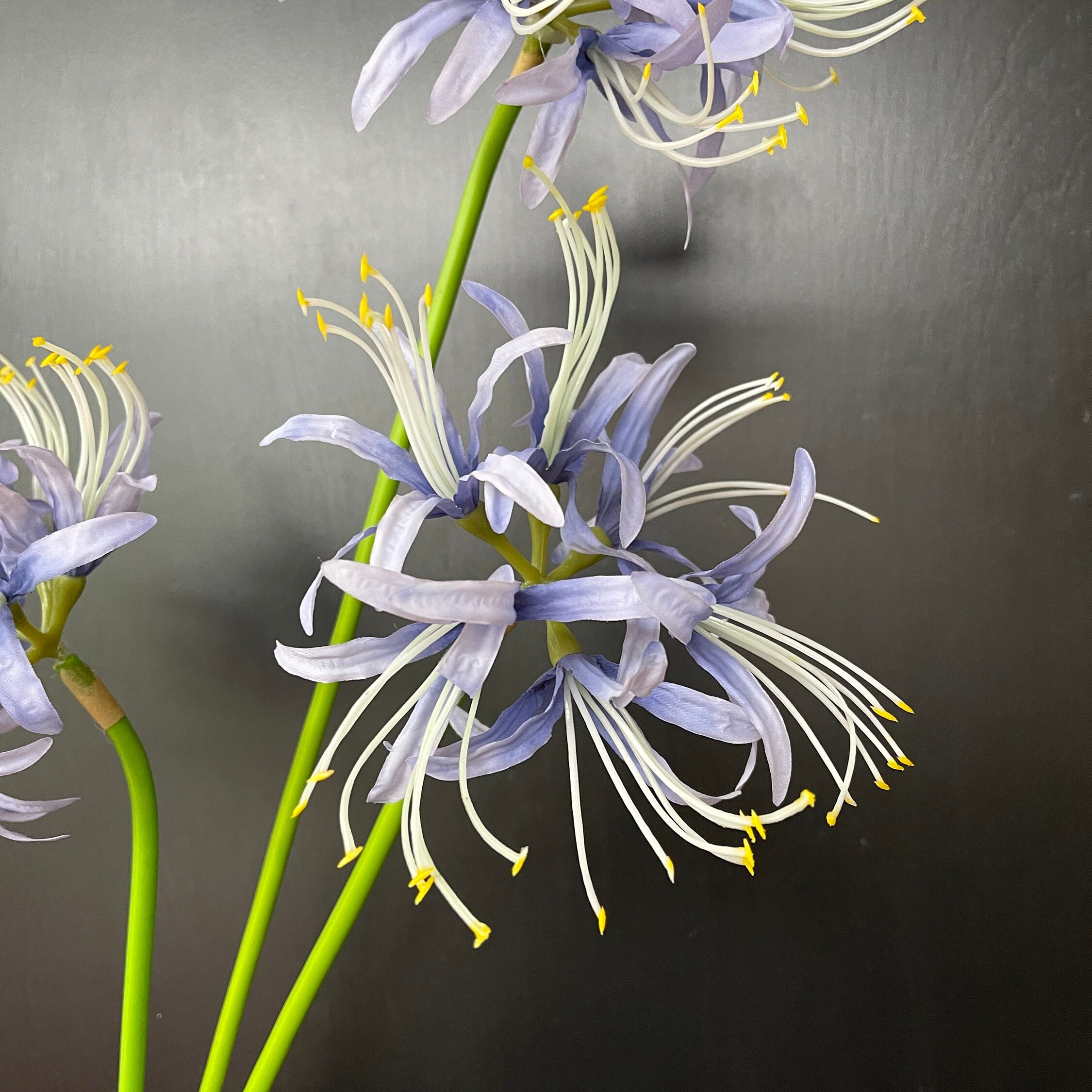 Blue Spider Lily Flower