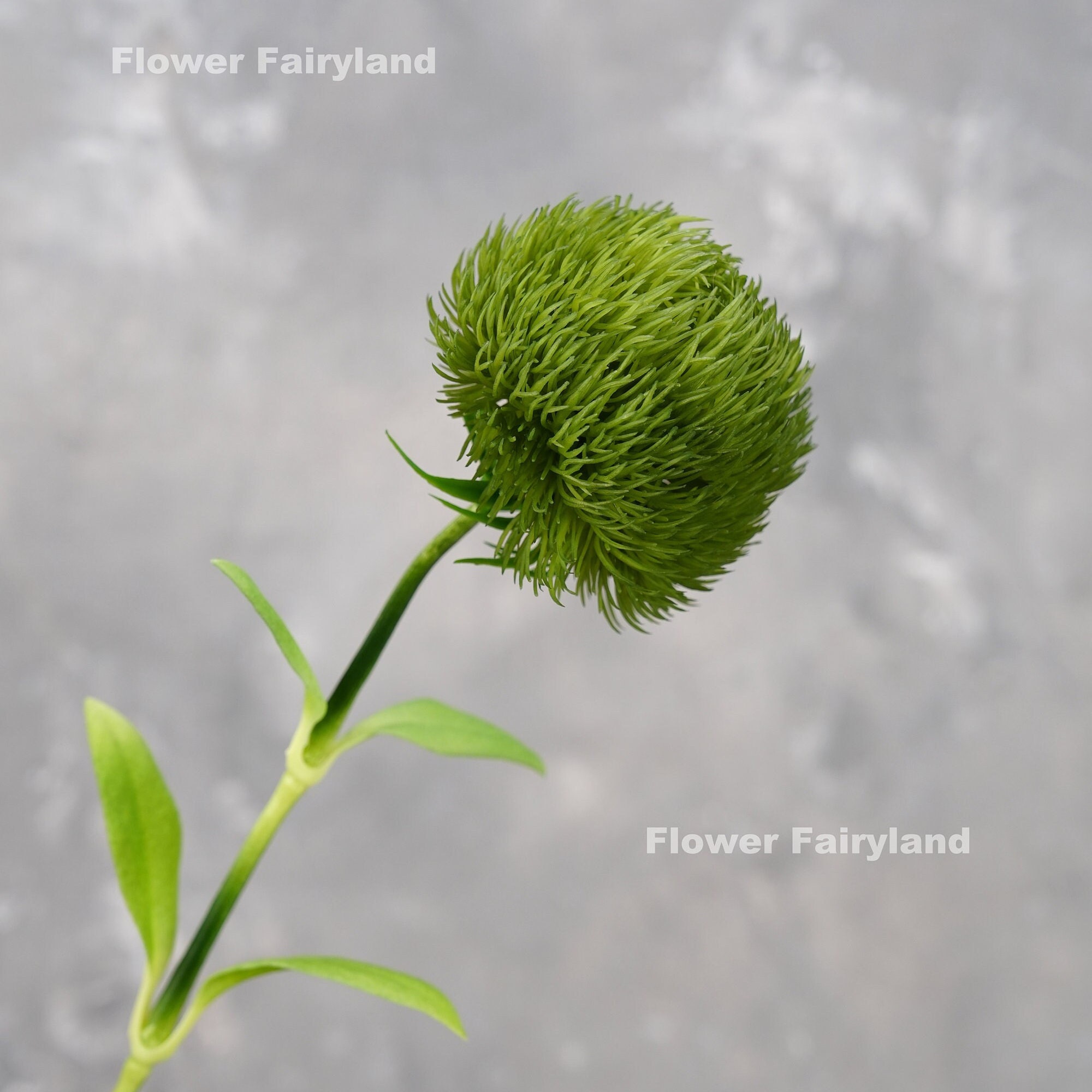 Dianthus Barbatus Green Trick
