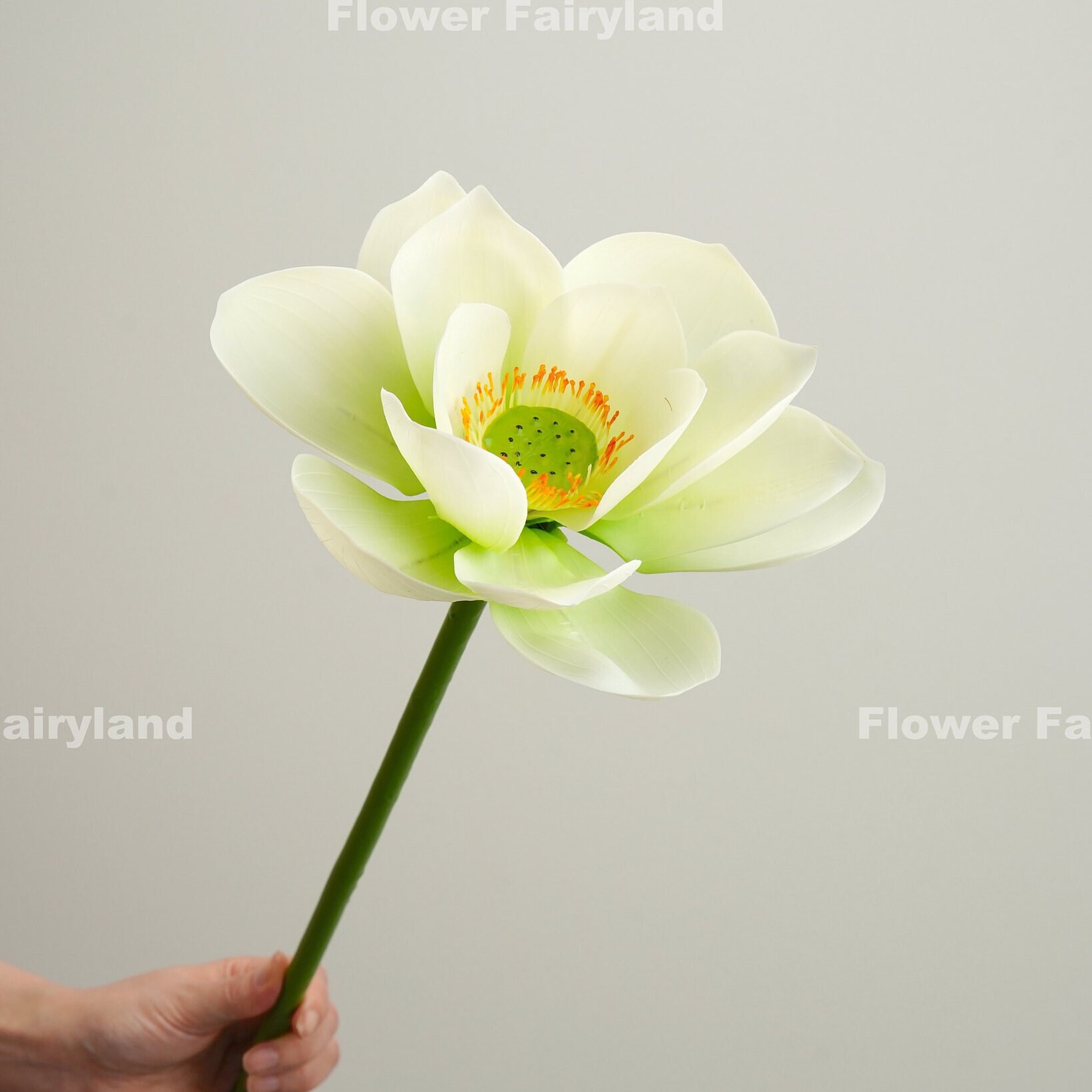 Lotus Flower Pod Head And Shoulder