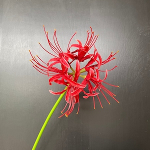 26" Faux Red Spider Lily Stem - Artificial Flower - Red - Etsy
