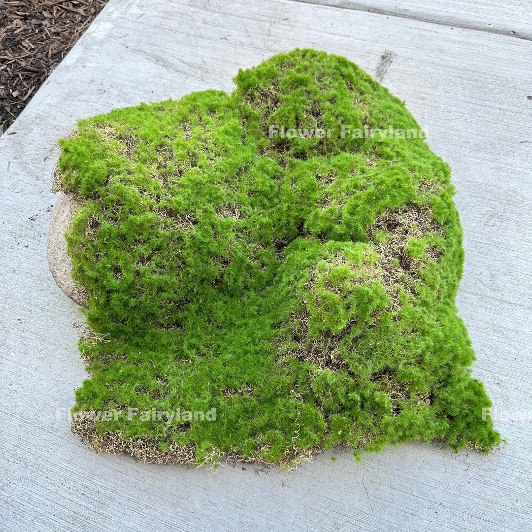 Faux Bryophyta Moss | DIY Moss | High Quality Moss | Craft Project ...