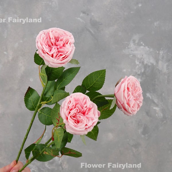 David Austin Roses - Etsy