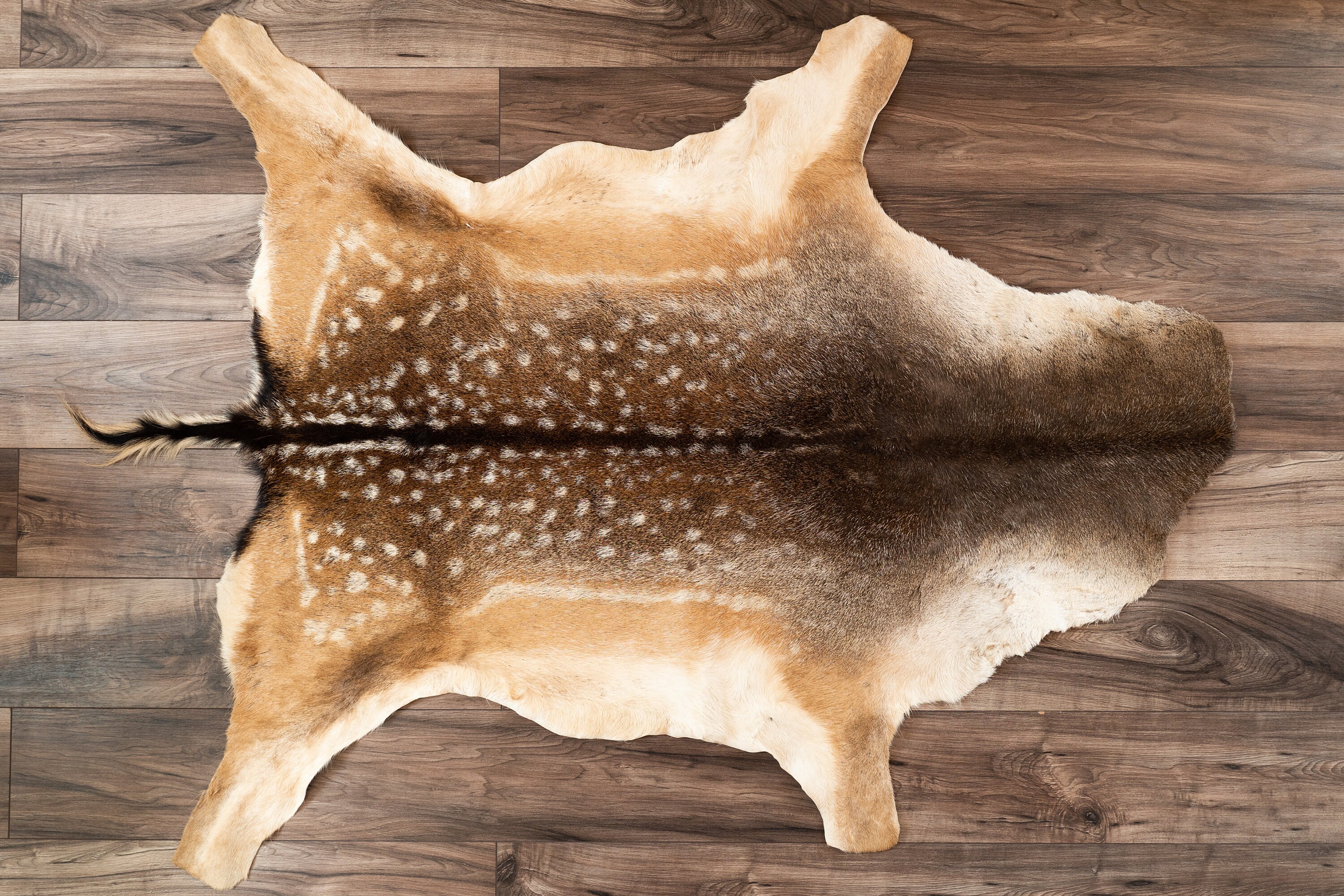 European Fallow Deer Hide - Etsy