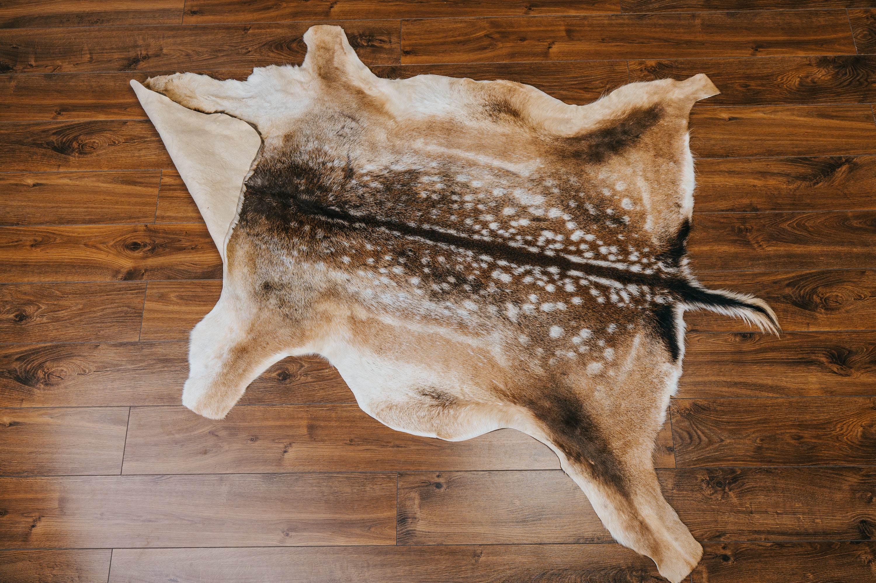 European Fallow Deer Hide - Etsy