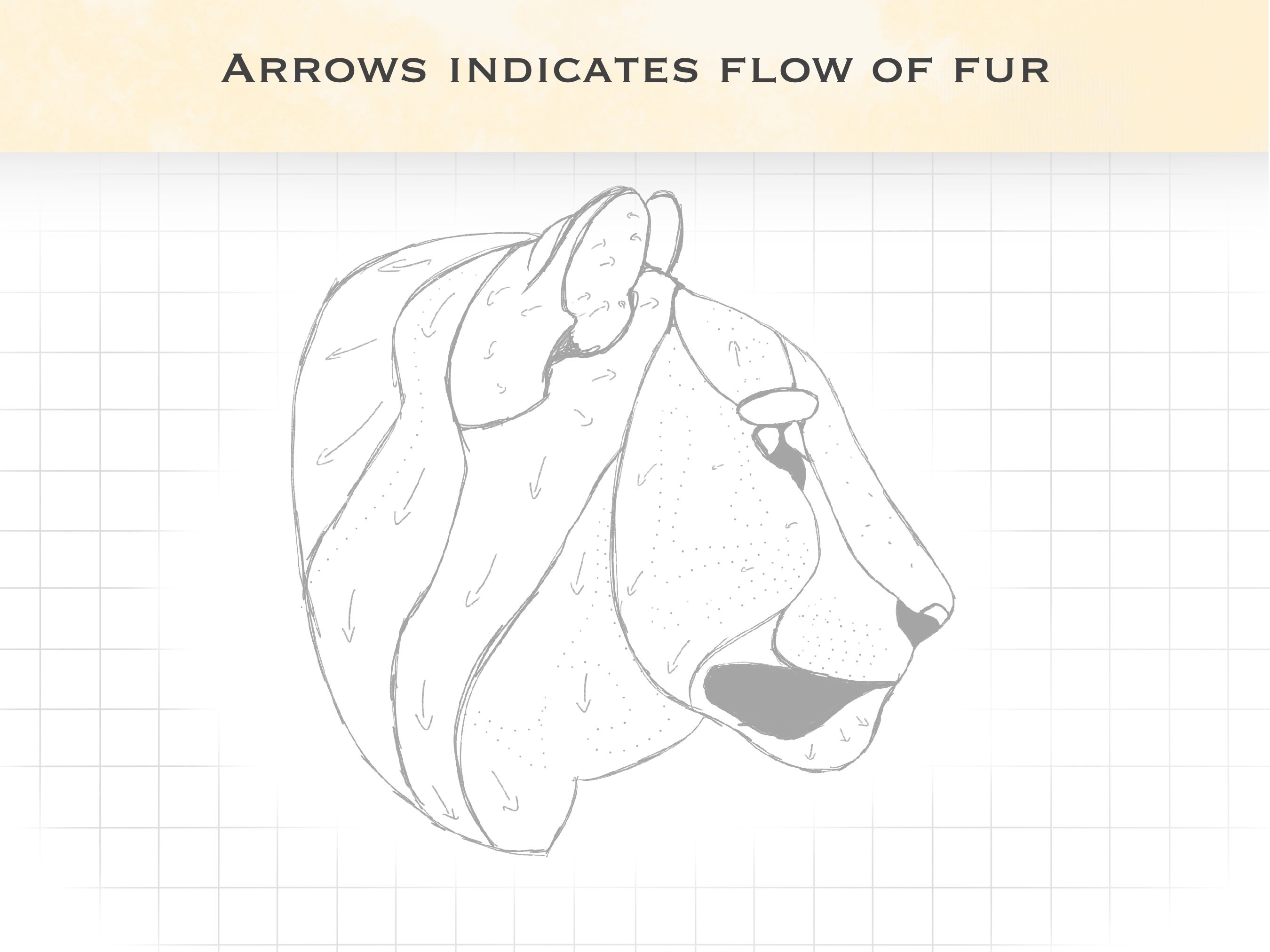Animal Head Drawing Guide Stamps, Animal Brush, Wolf Stamps, Tiger ...