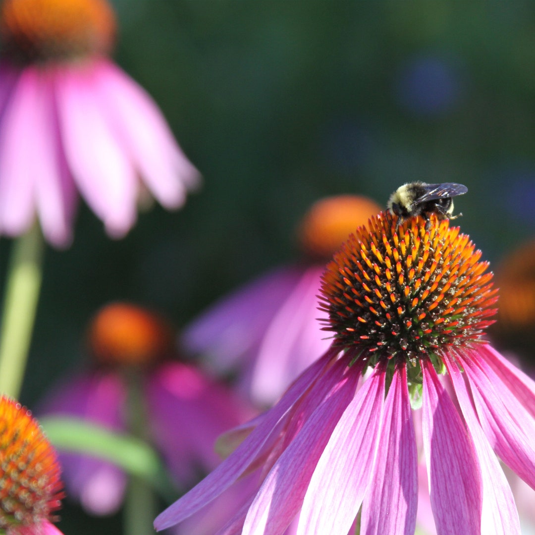 Pink Daisy, Photography, Bumble Bee, Pollen, Jpeg, Farm, Washington ...
