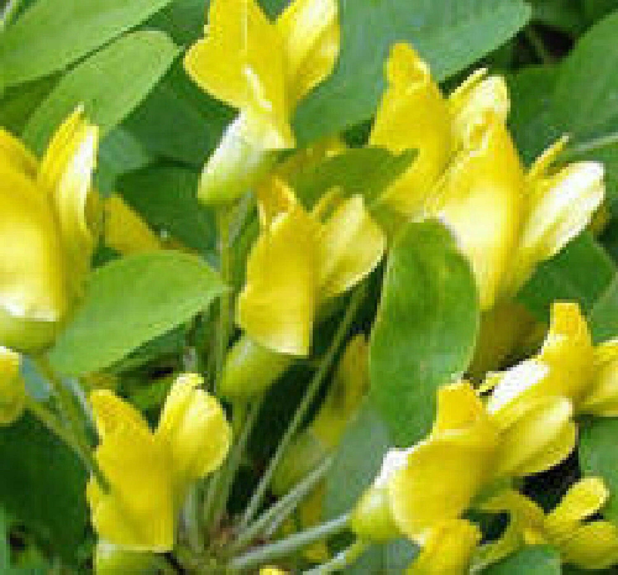 Siberian Pea Shrub Tree seedling flowering and edible pea pods | Etsy