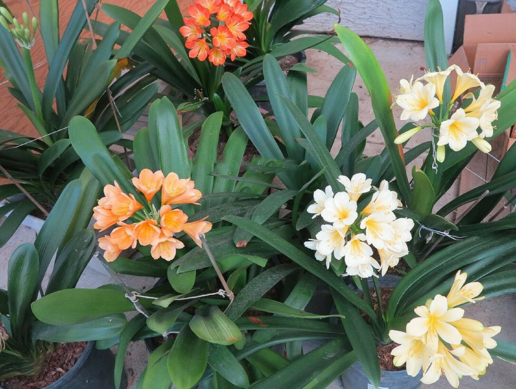 Mix color clivia seeds from different plants 10 fresh seeds | Etsy