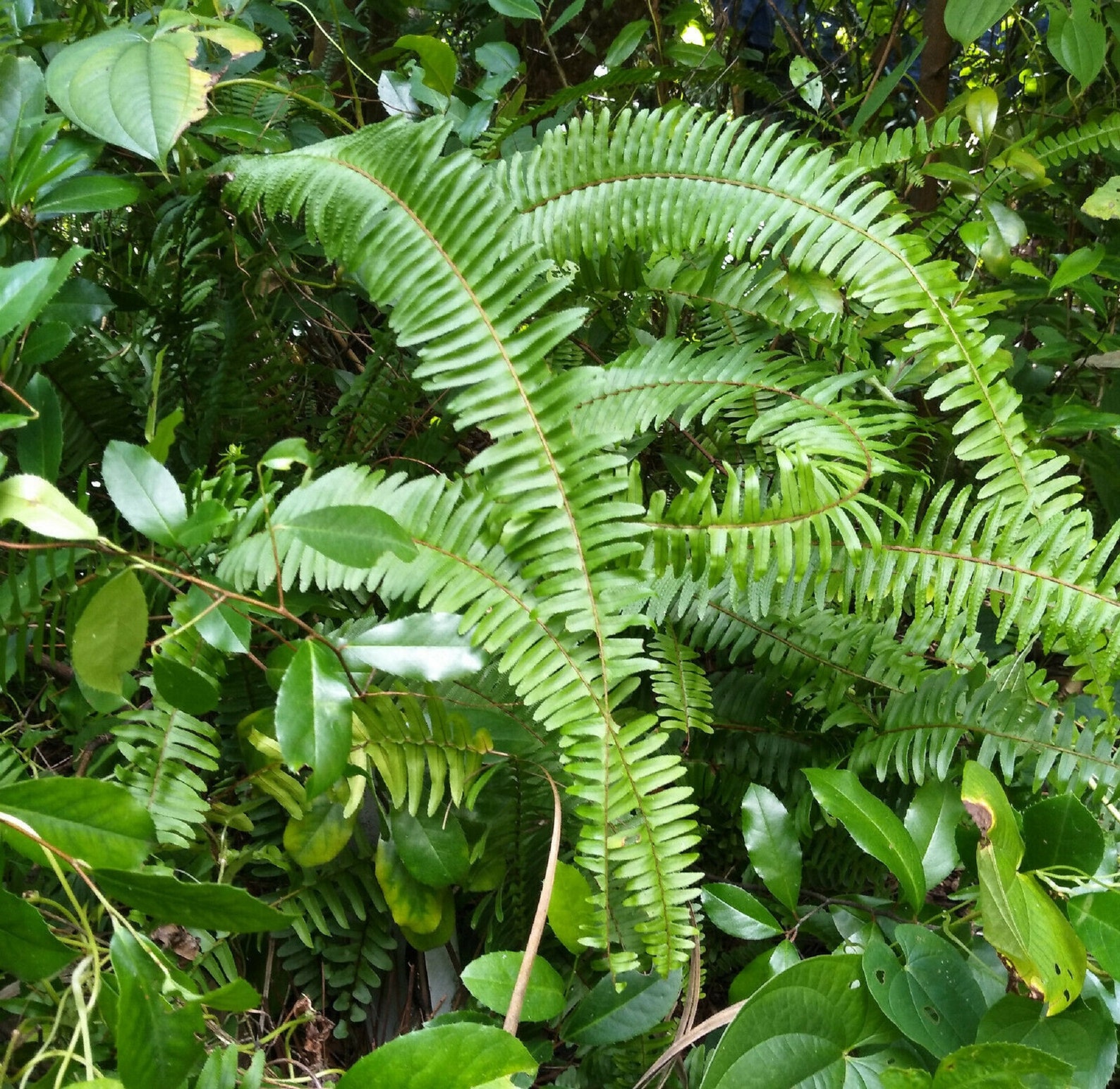 15 Live Sword Fern Plants Air Purifying House Plants Sword | Etsy