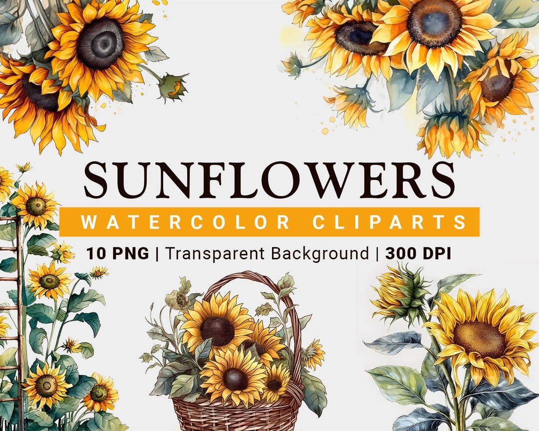 10 Watercolor Sunflowers Clipart, PNG, Print Ready, Watercolor Flowers ...