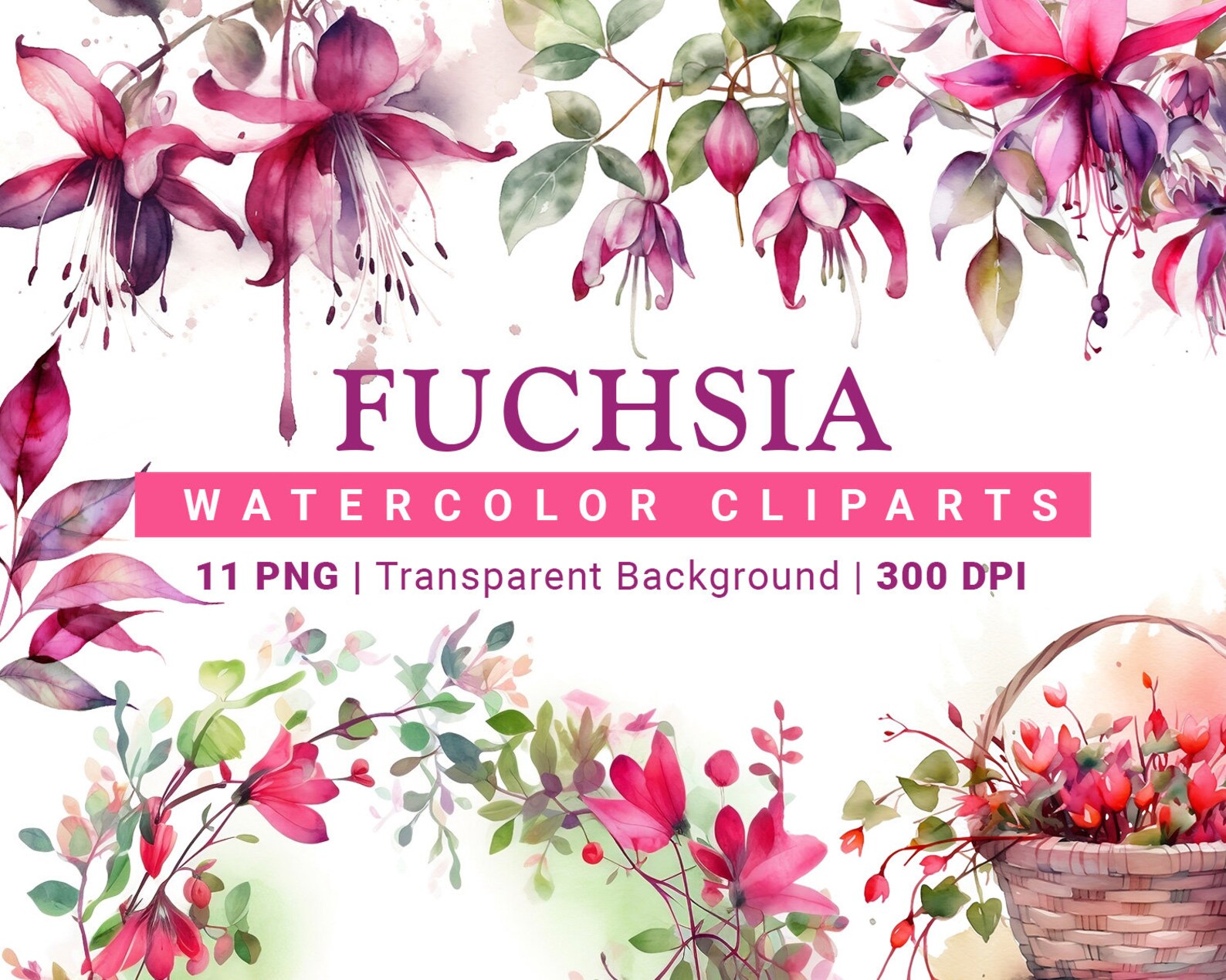 Fuchsia Watercolor Clipart, Fuchsia Flowers PNG, Transparent, Print ...