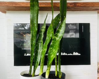 Extra Large Snake Plant - Etsy