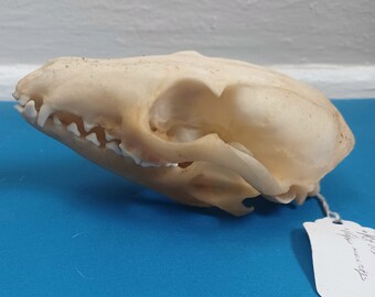 Kit Fox Skull - Etsy
