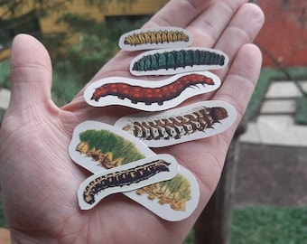 Caterpillar Sticker | Etsy