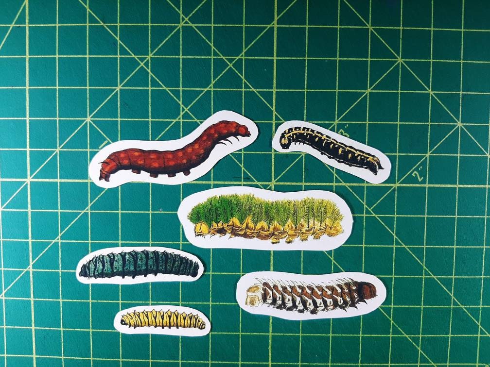 Caterpillar Sticker Pack - Etsy