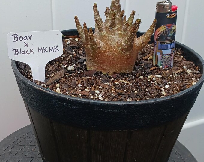 Desert Rose Adenium Arabicum, (boar × Black MKMK) - Etsy