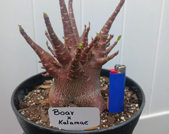 Desert Rose Adenium Arabicum, Dark Skin (BOAR × KALAMAE) - Etsy