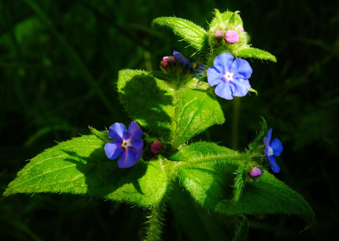 Photo Print of Forget Me Not, Spring Flowers, Wild Flowers, Garden ...