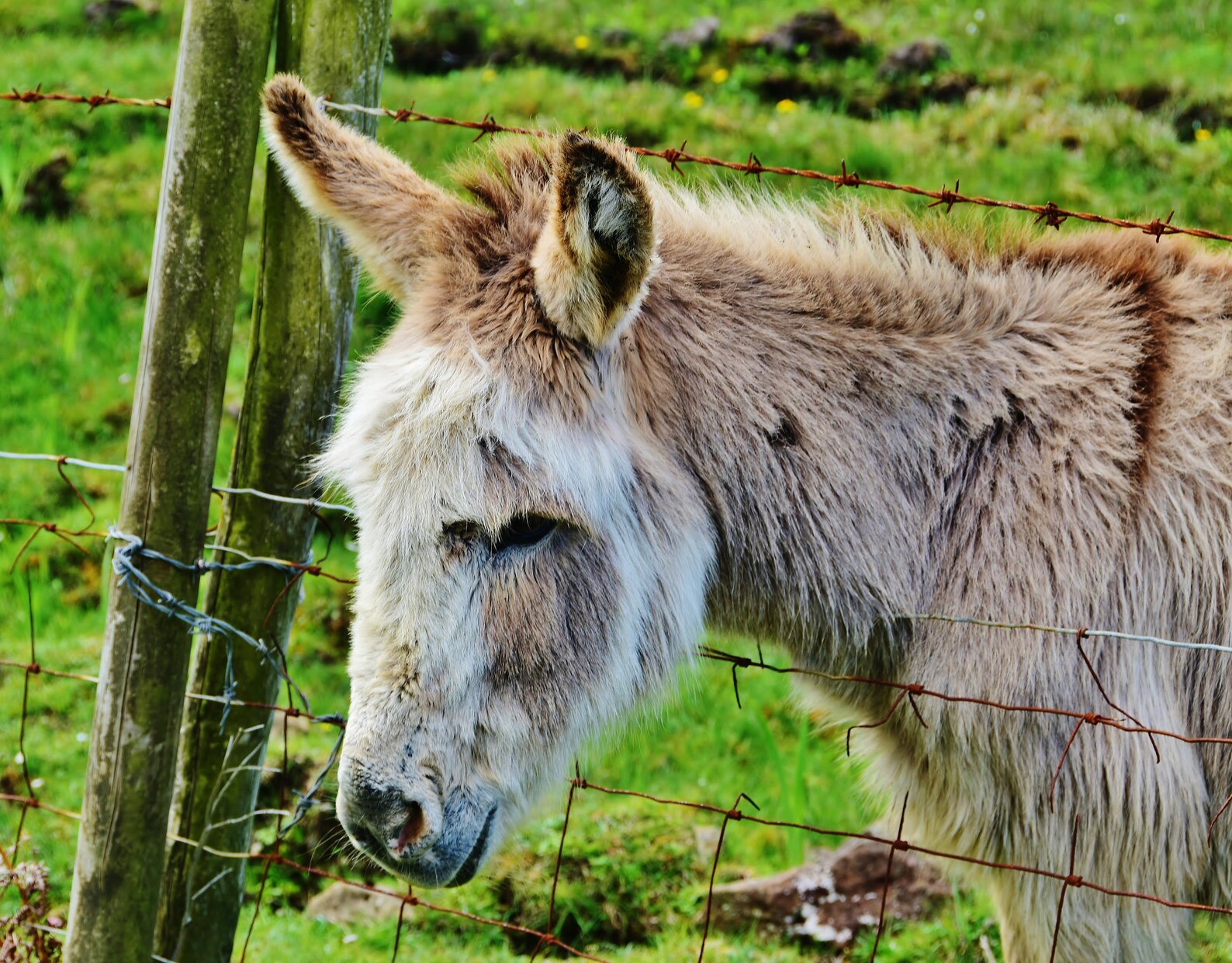 Photo Print of Donkey donkeys in Ireland mounted | Etsy
