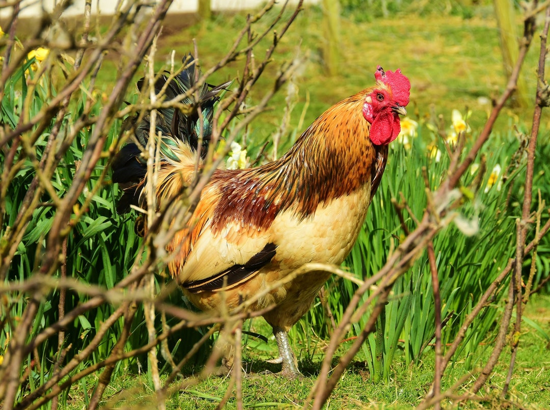 Photo Print of Rooster, Bird, Domestic Birds, Hen, Male Chicken ...
