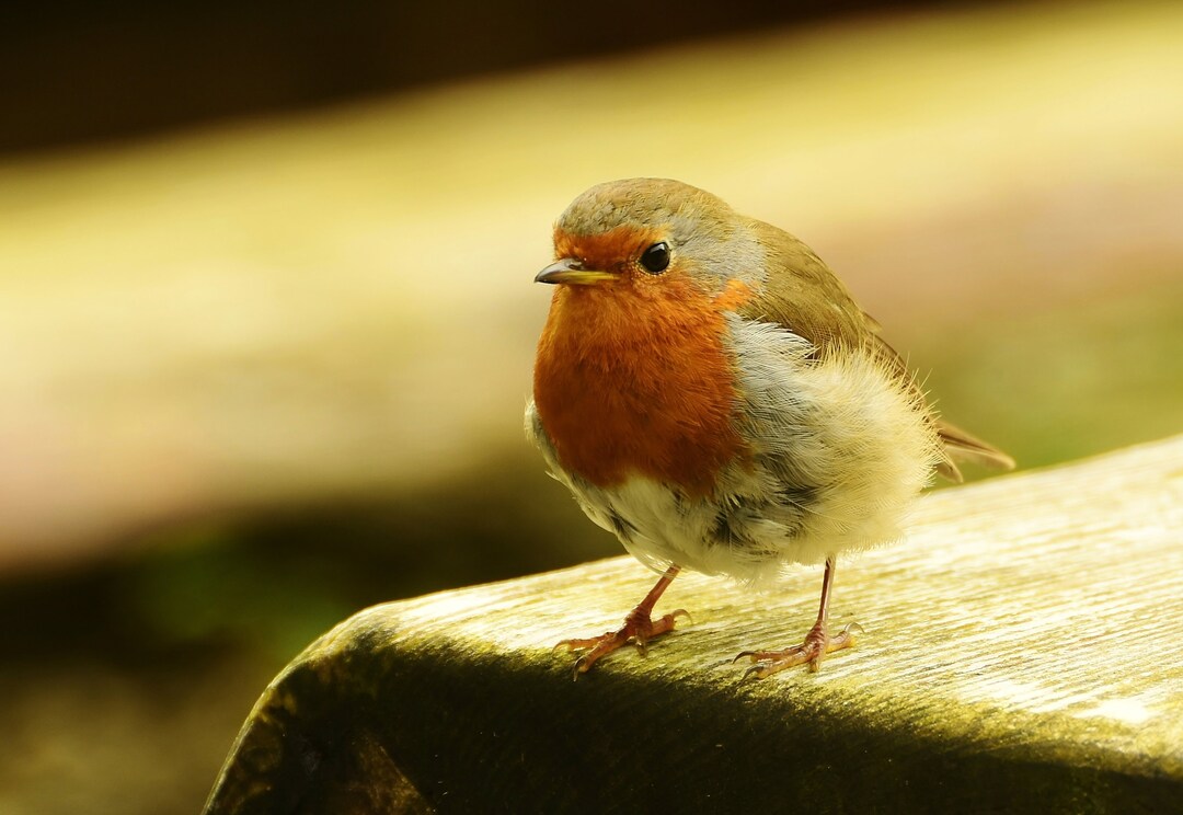 Photo Print of Robin Redbreast, Robin Redbreast, Robins, Birds, Garden ...
