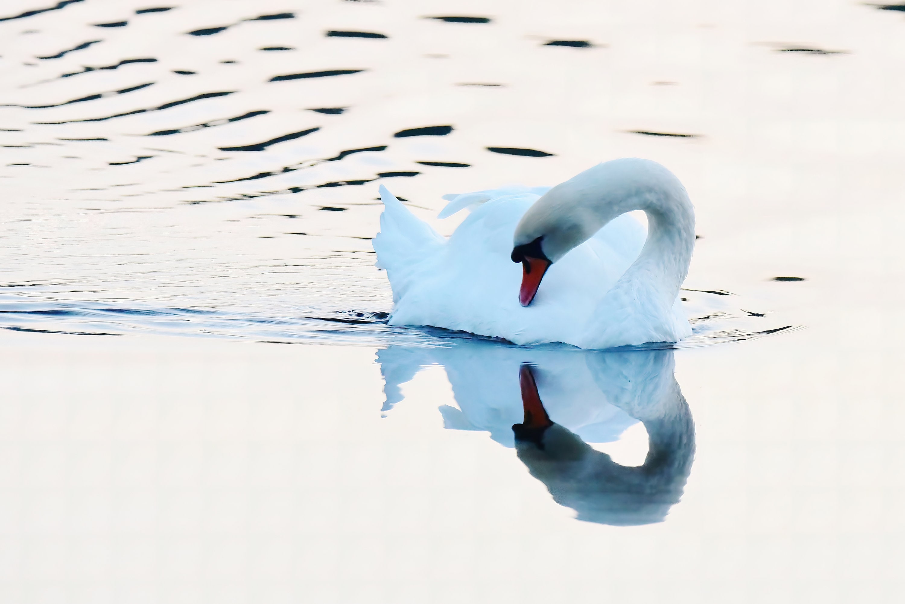 Swan Flying Out Of Water
