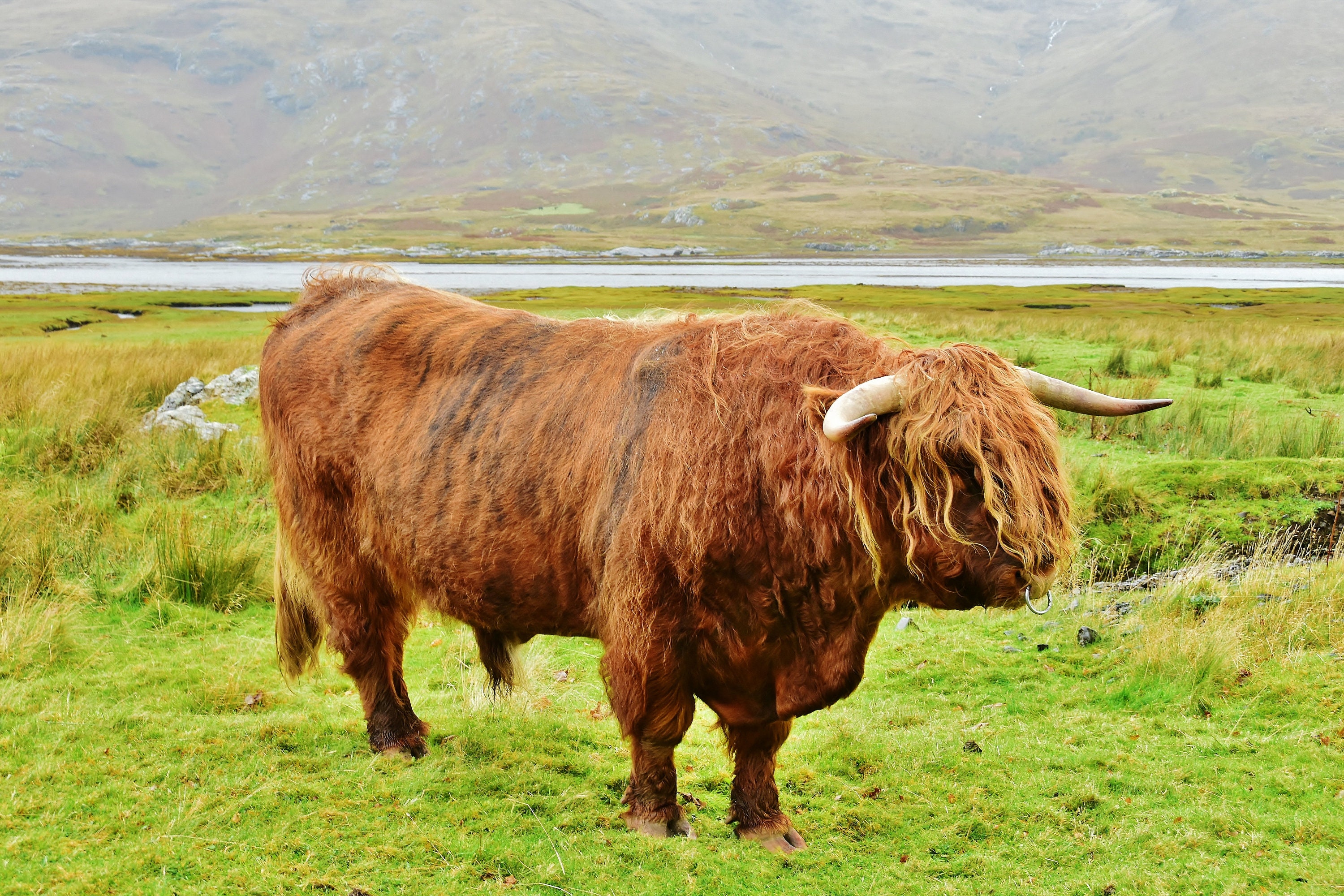 Highland Bull, Scottish Highland Cattle, Cow Breed Scotland, Rustic ...
