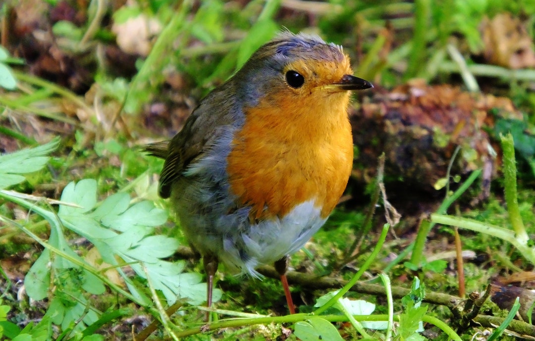 Photo Print of Robin Redbreast, Cute Little Robin, Robins in the Garden ...