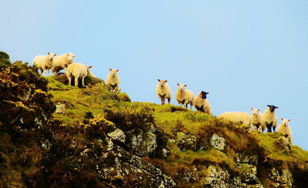 Photo Print of Sheep, Flock of Sheep, Sheep in Ireland, Mounted Digital ...