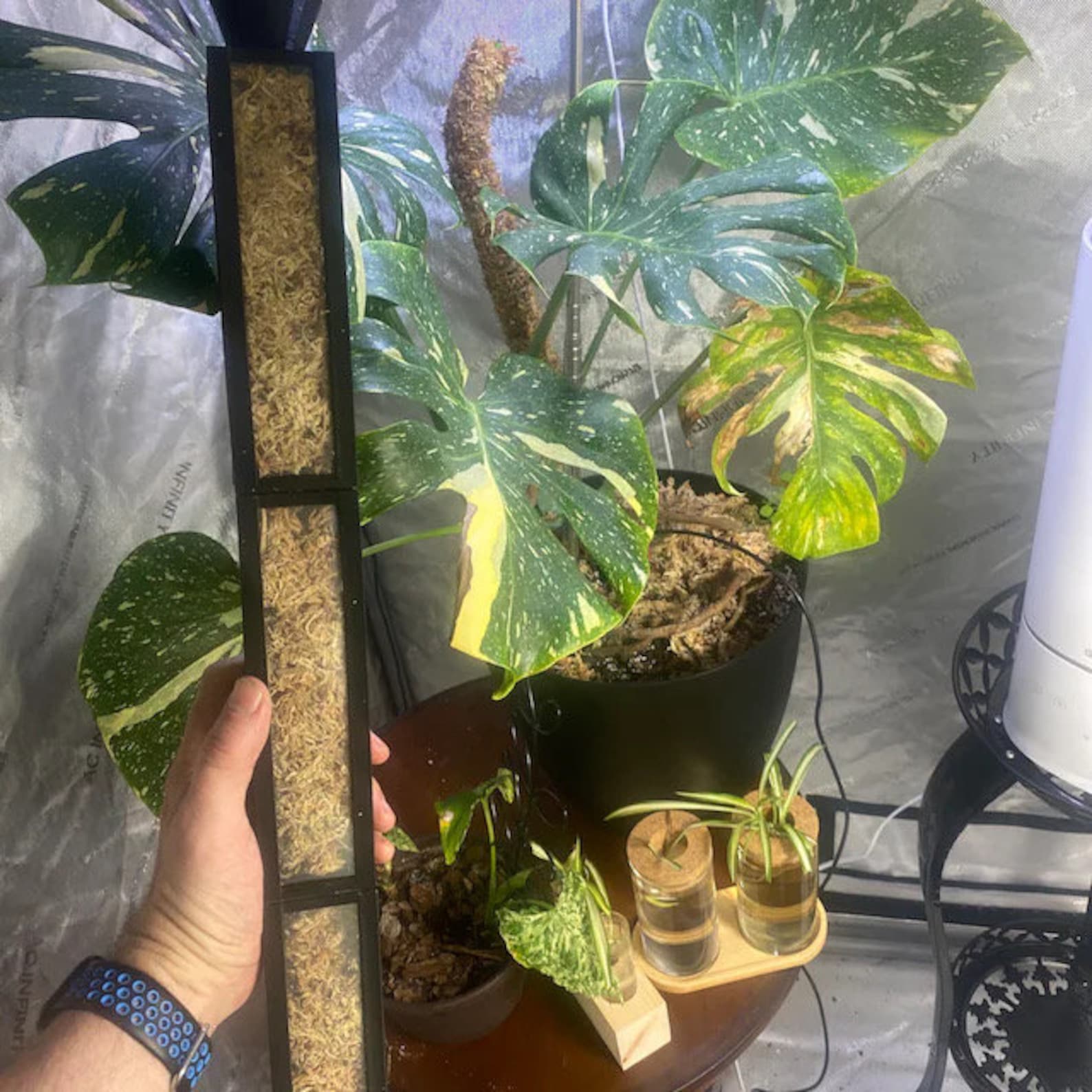 Root View Stackable Moss Pole 3D Printed - Etsy