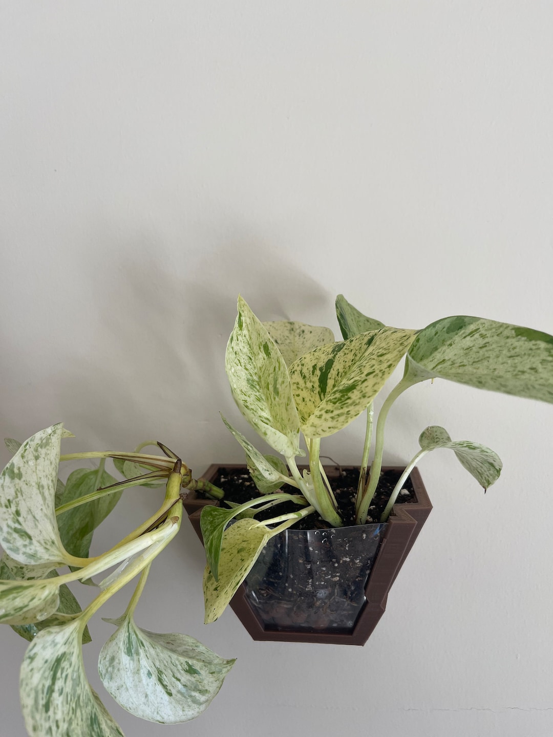 Root View Wall Planter - Etsy