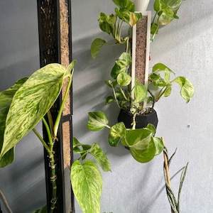 11” Root View Stackable Moss Pole 3D Printed - Etsy