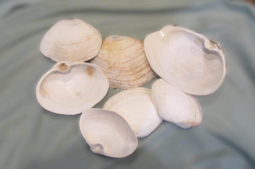 Large Clam (4) Shells up to 5.5" From PNW, Clam Set (4)assorted Sizes ...