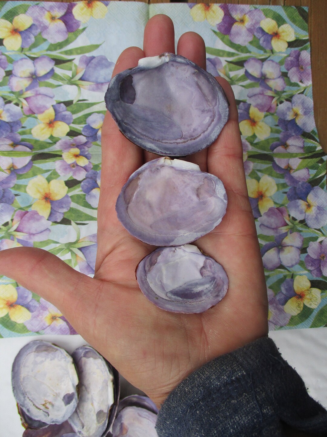 Purple Clam (15) Shells, Purple Varnish Clam, 1.5 to 2.5" Bulk Clam ...