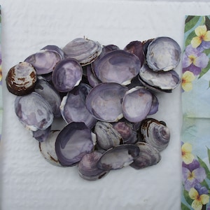Purple Clam (15) Shells, Purple Varnish Clam, 1.5 to 2.5" Bulk Clam ...