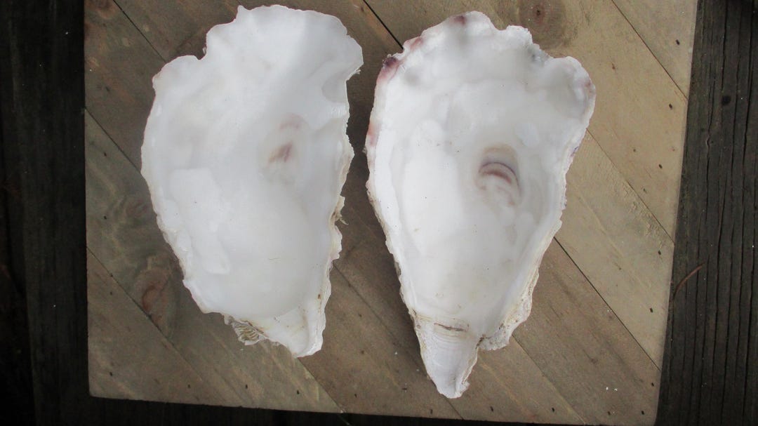 2 Huge Oysters 6-7.5" Shells", Cup Shells. Clean Sanitized Oyster ...
