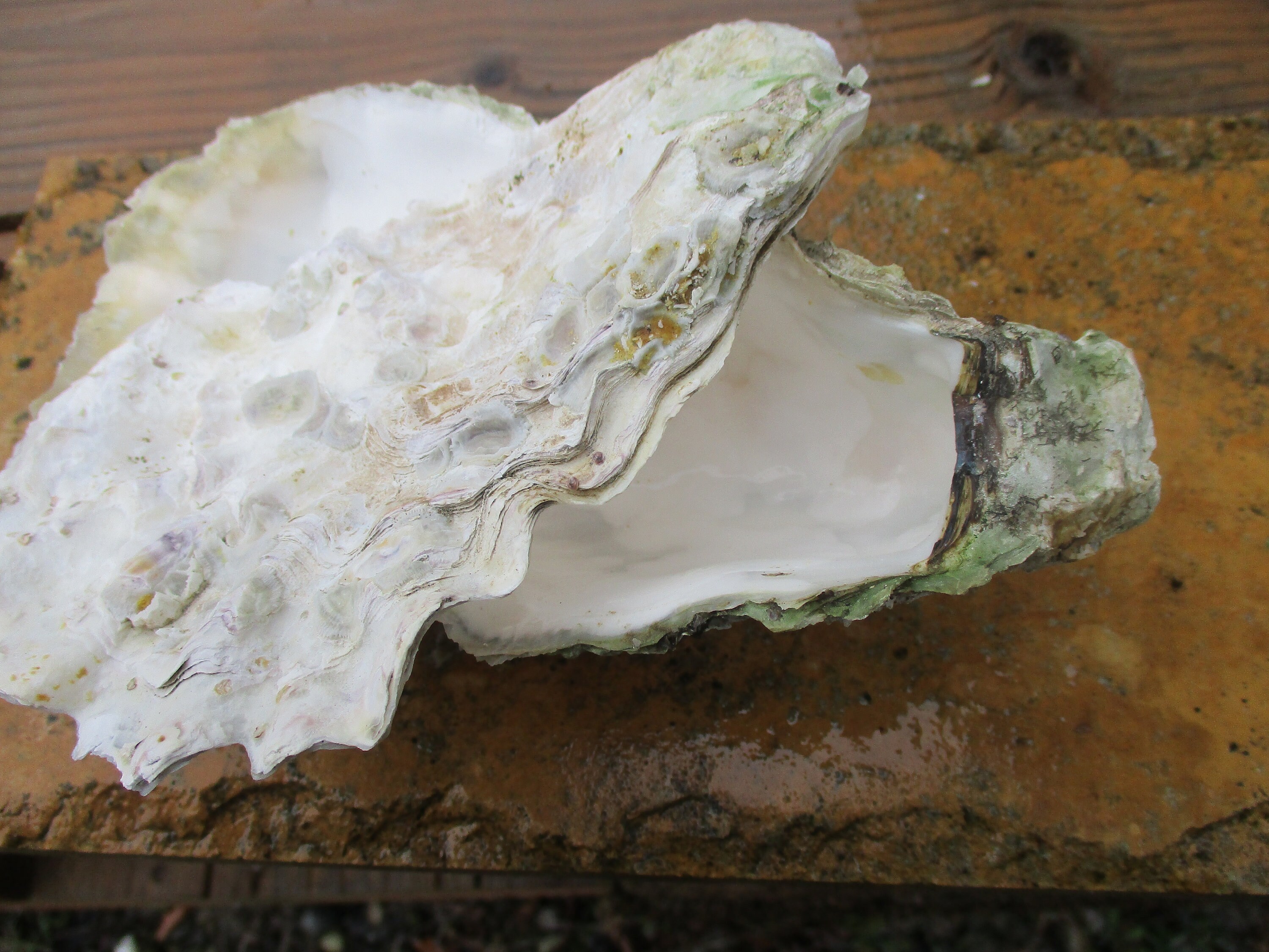 Oyster shells w/ lid 410 large oyster inches | Etsy