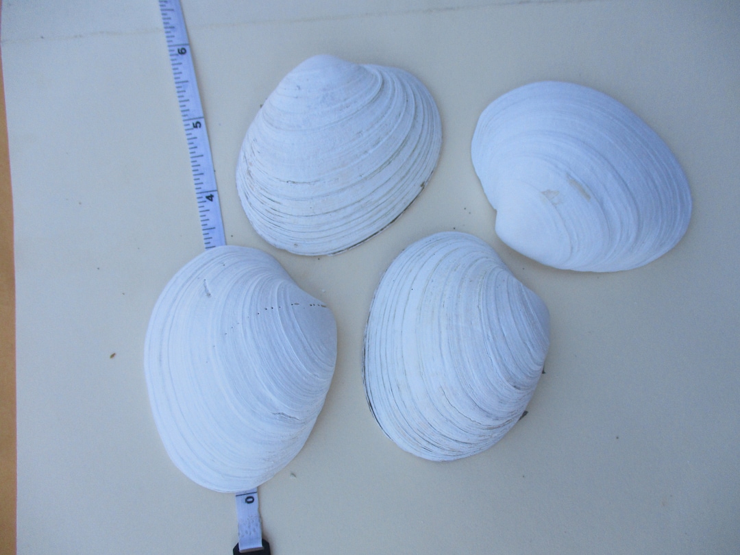 Large Butter Clam Shells, 3-4 Inch, Beach Decor, Set of 4 or 7 - Etsy UK