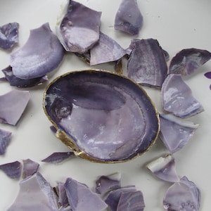 Purple Clam (15) Shells, Purple Varnish Clam, 1.5 to 2.5" Bulk Clam ...
