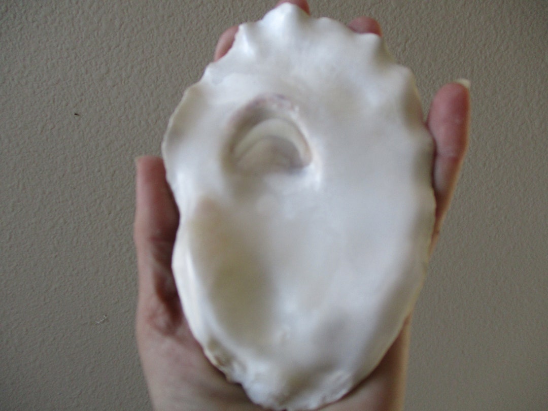 2 Large 4-7" Flat Wide Oyster Shells 4" Wide, Sold in Singles or Pairs ...