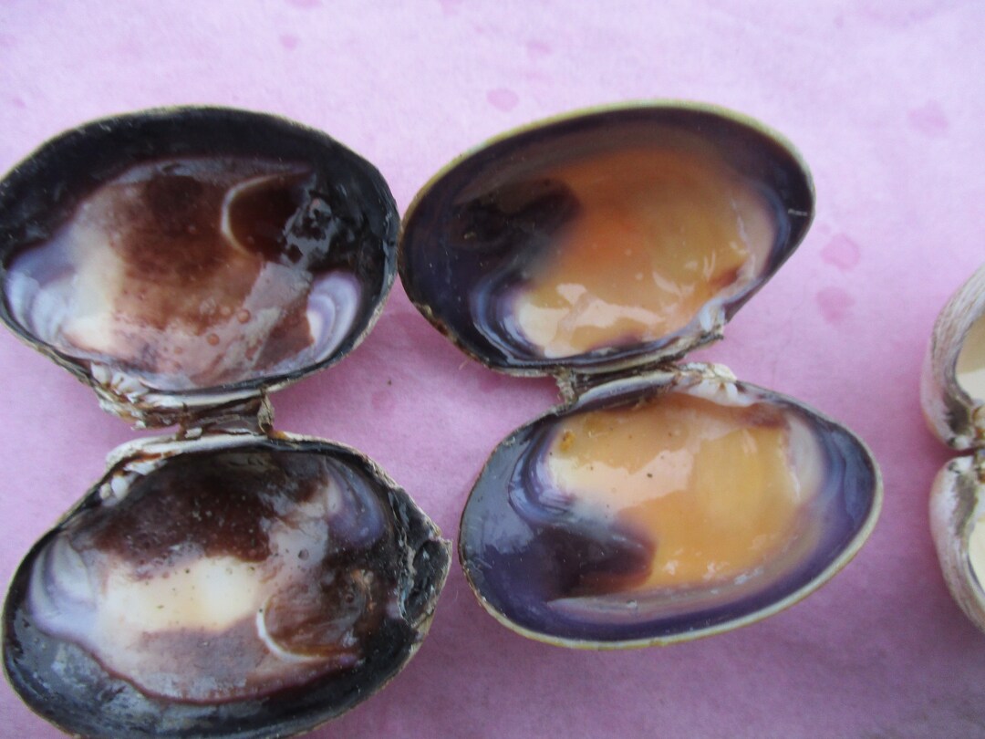 Clam Shells 20 Colorful Clam Shells, 2" Clam Shells Bulk, Clam Shell ...