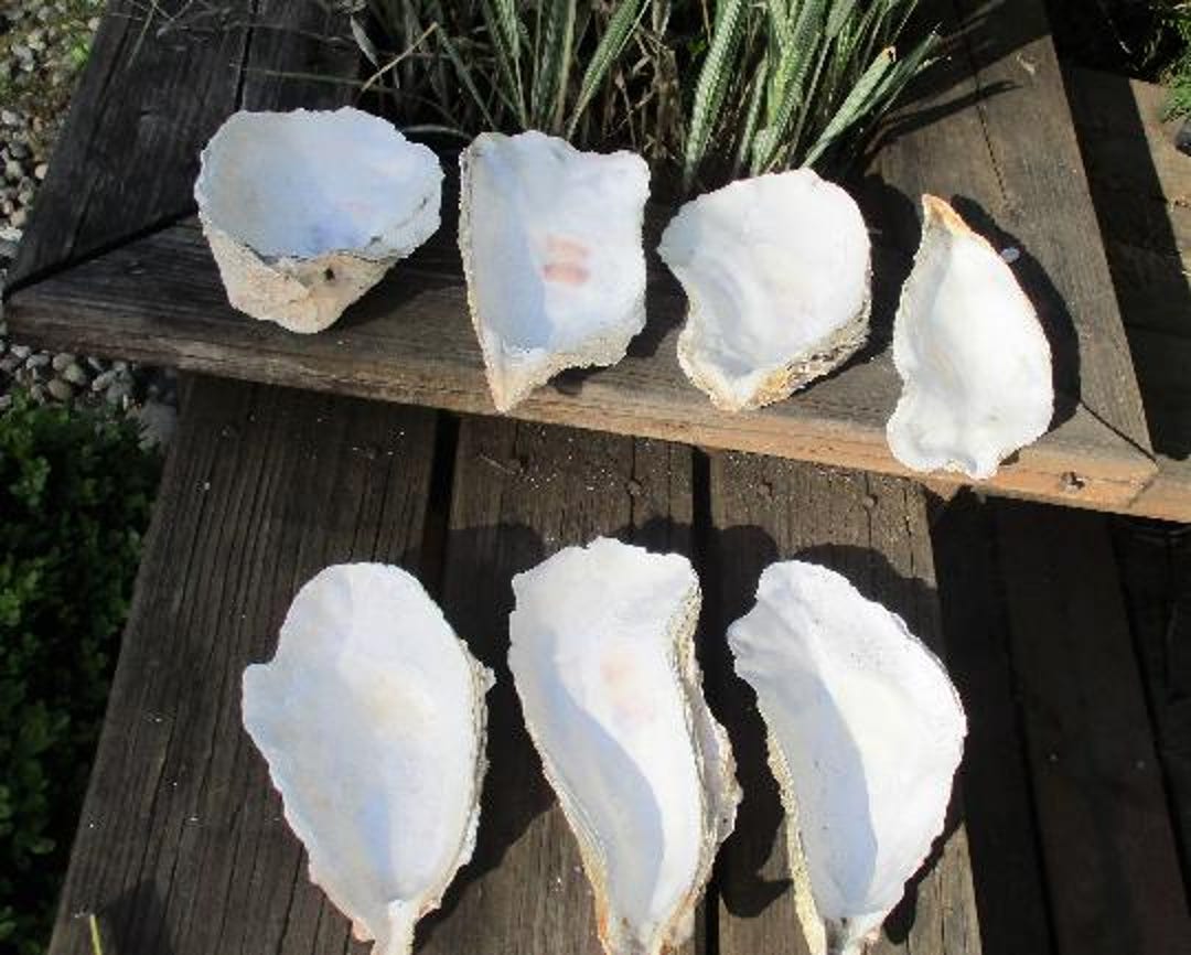 7 Bulk Sale7-8.75"huge Cup Oysters. Get 7 Oyster Shells. Free Shipping ...