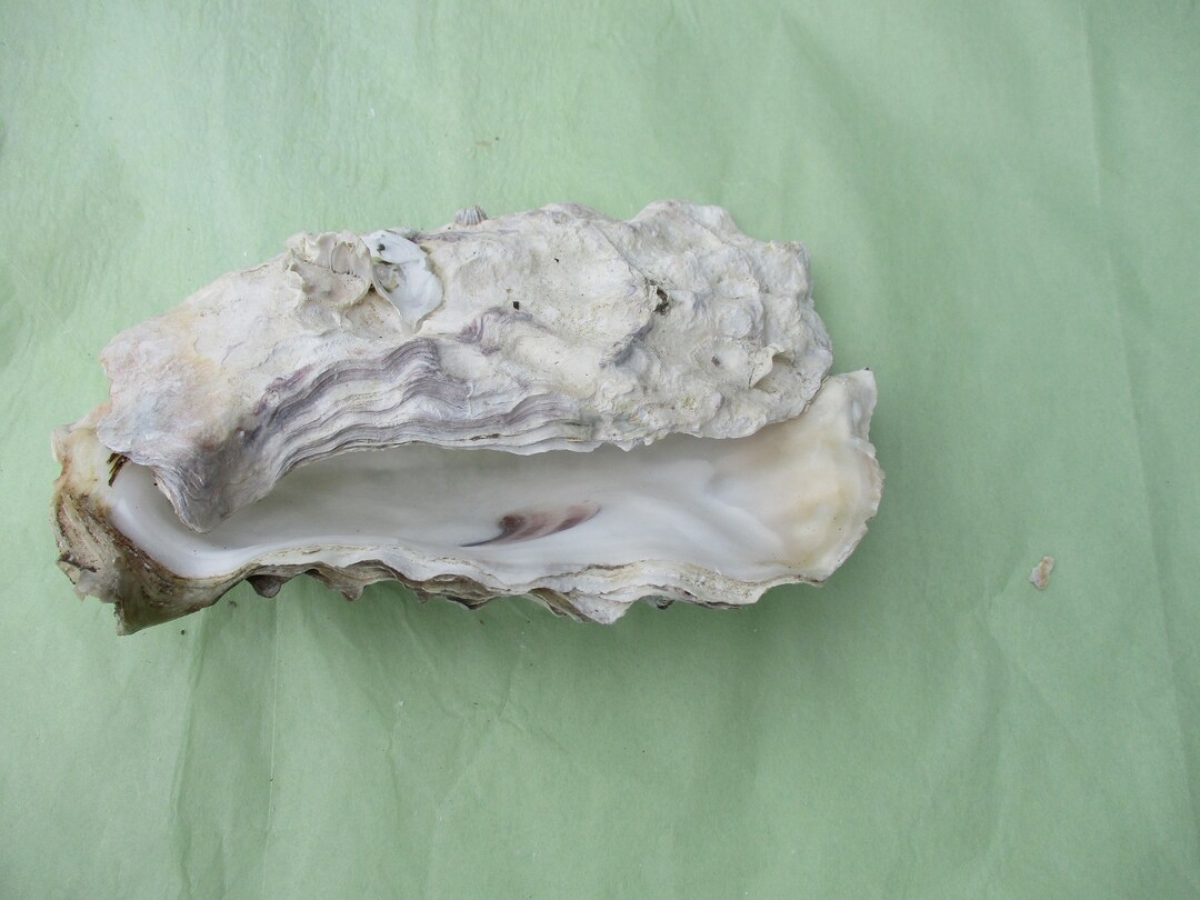 Whole Empty Oyster 3-9" Empty Clean Whole Oyster, Oyster Shells With ...