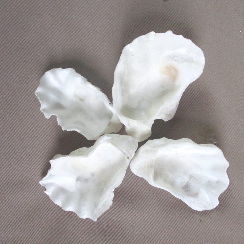 Large Clam Shells - Etsy
